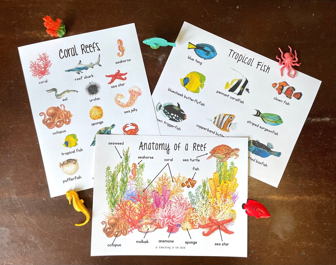 Coral Reef Unit Study - Etsy