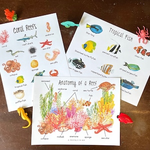 Coral Reef Unit Study - Etsy