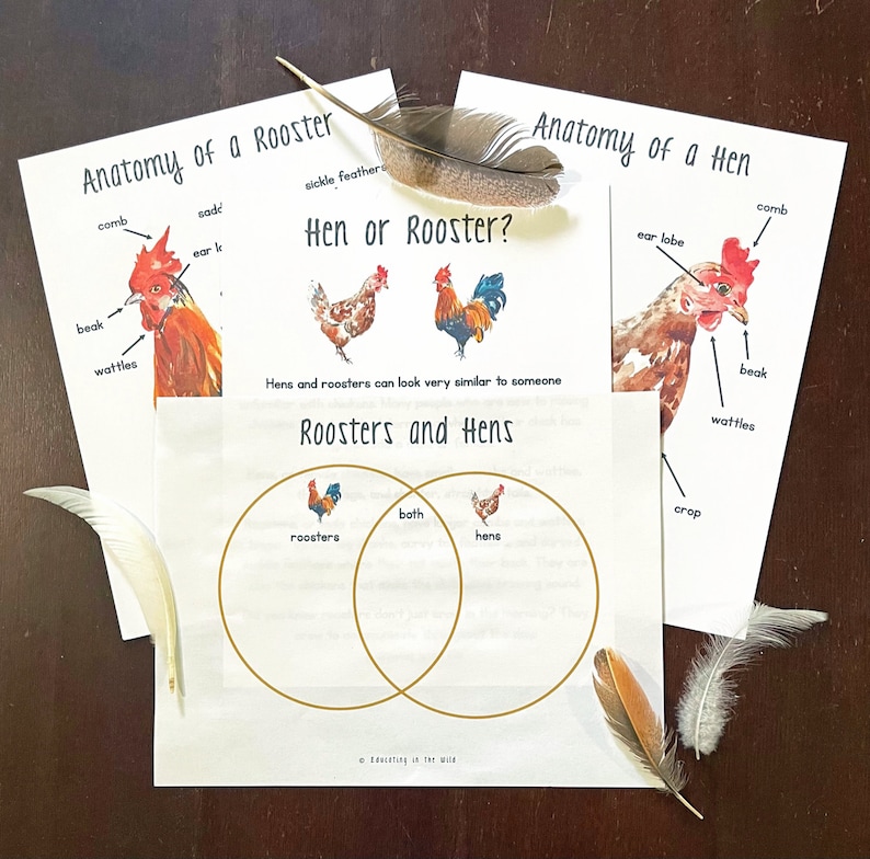 Chicken Unit Study - Etsy