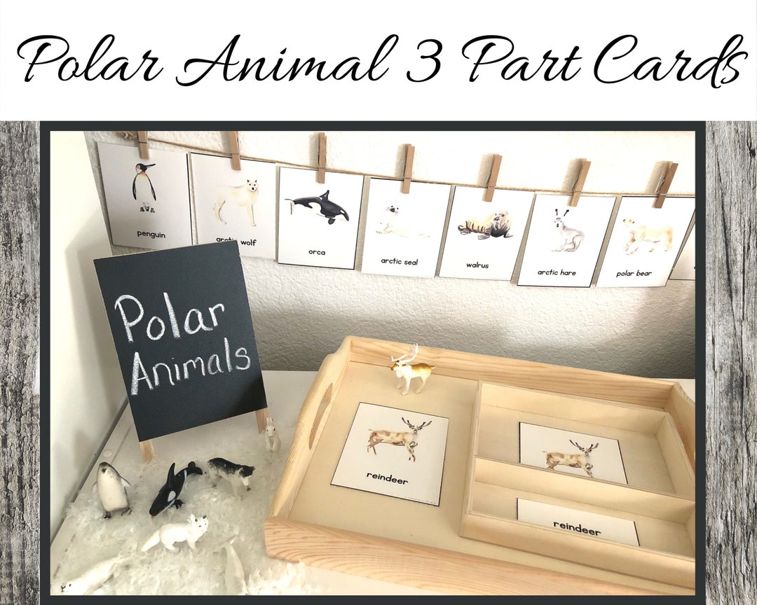 Watercolor Polar Animal 3 Part Cards - Etsy