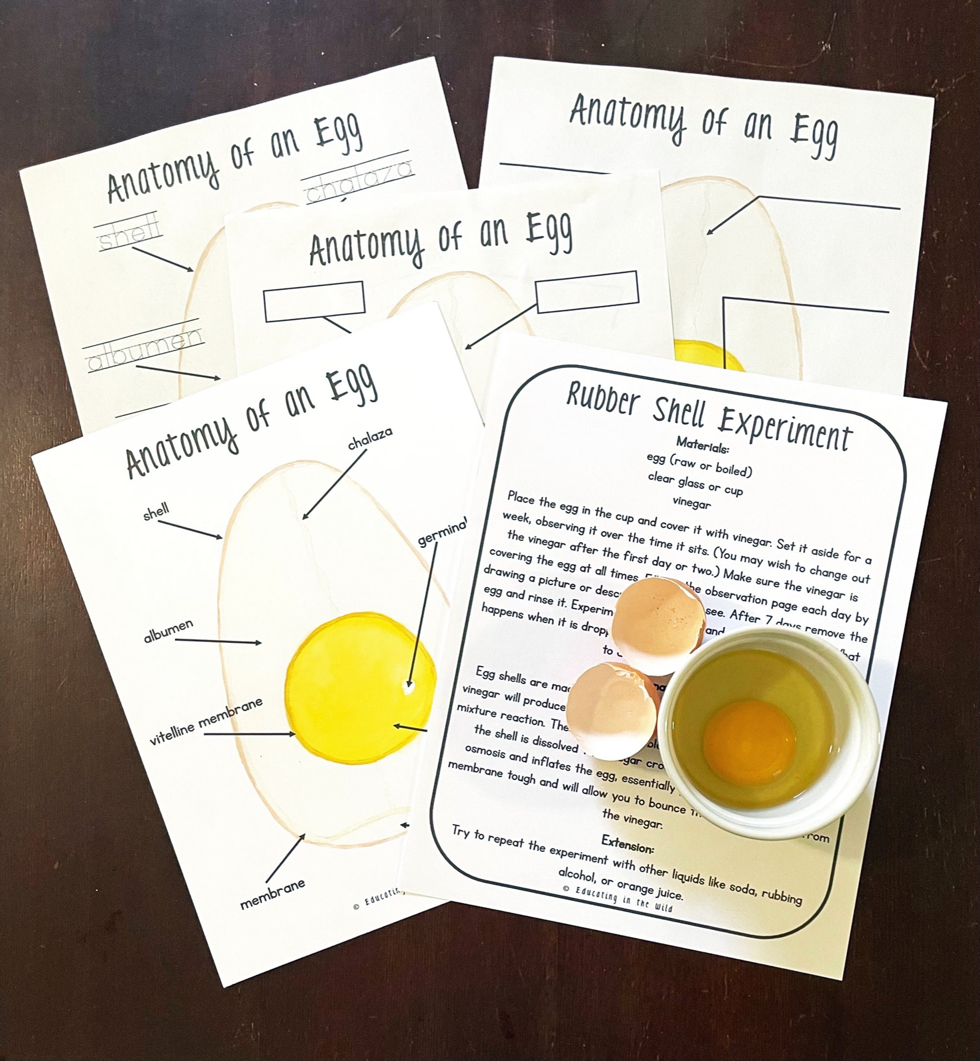 Chicken Unit Study - Etsy