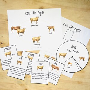 Dairy Cow Unit Study - Etsy