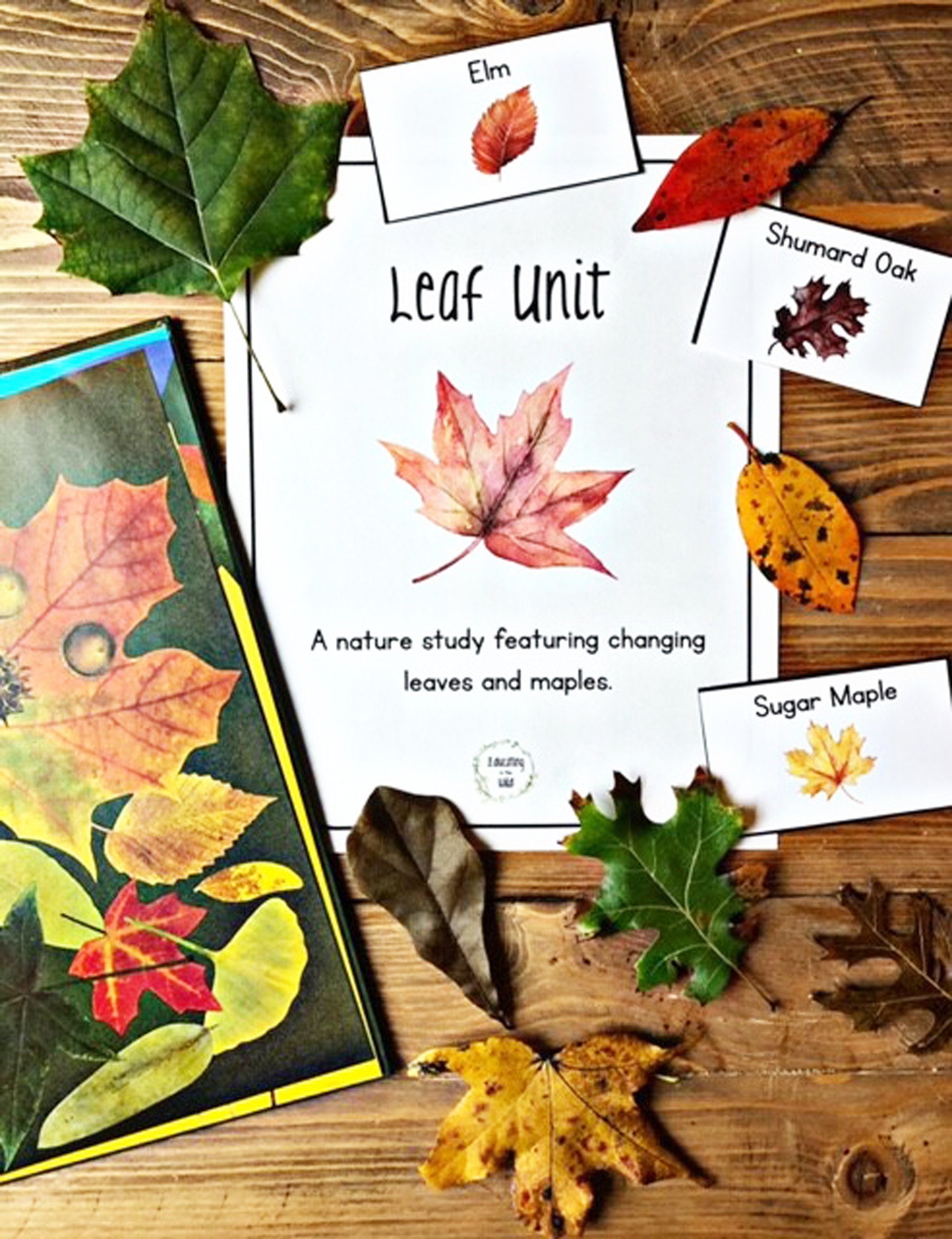 Leaf Unit Study - Etsy