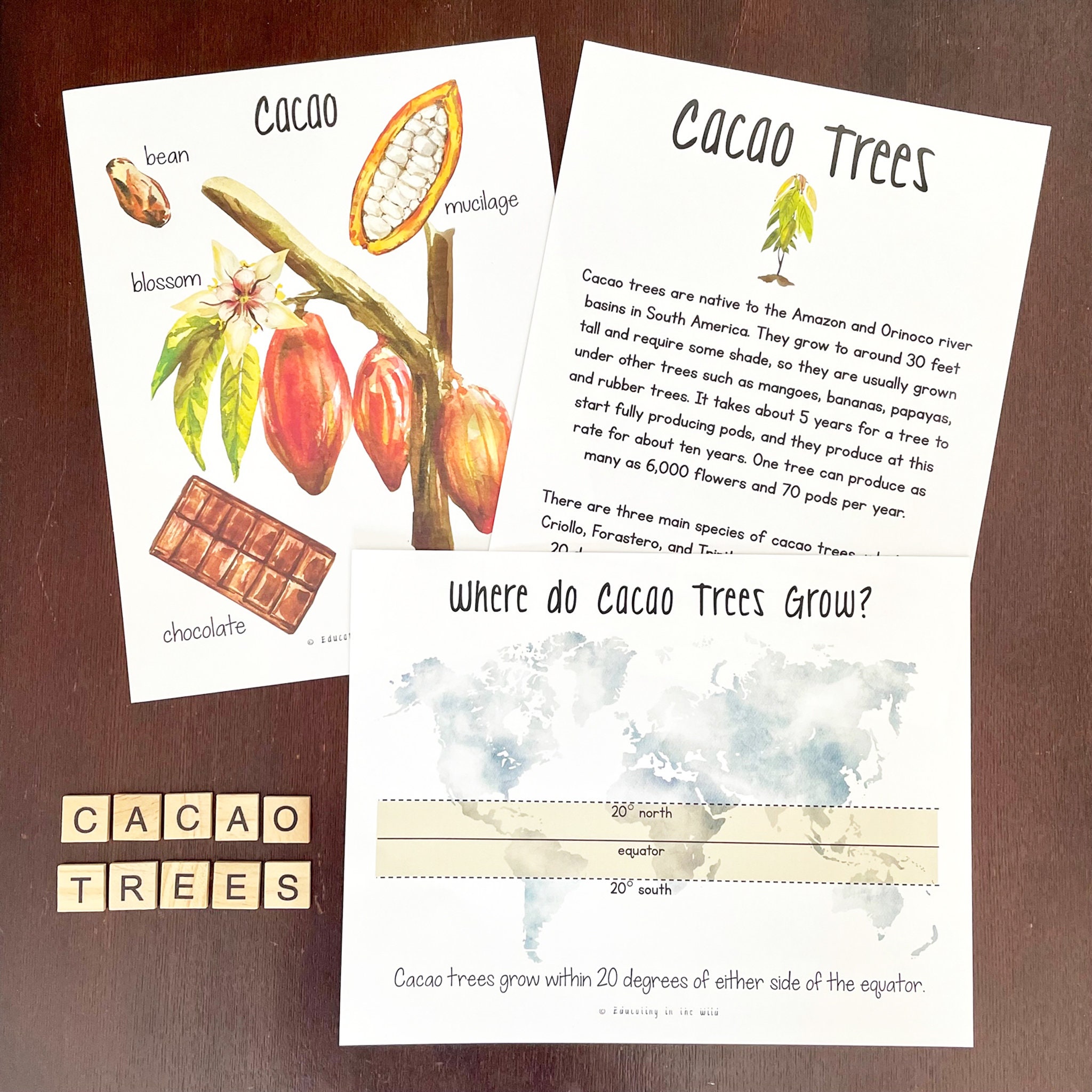 Chocolate Unit Study Etsy