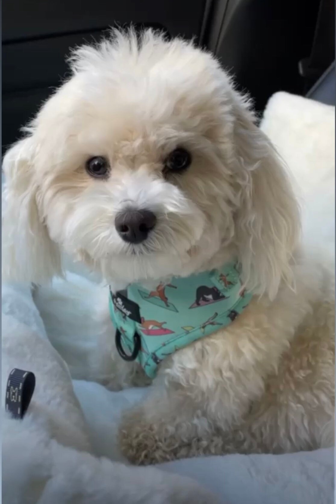 POPPY OMBRE Gradient Cotton Rope Leash Nautical Rope Leash - Etsy