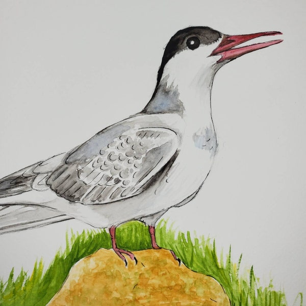 Arctic Tern - Etsy