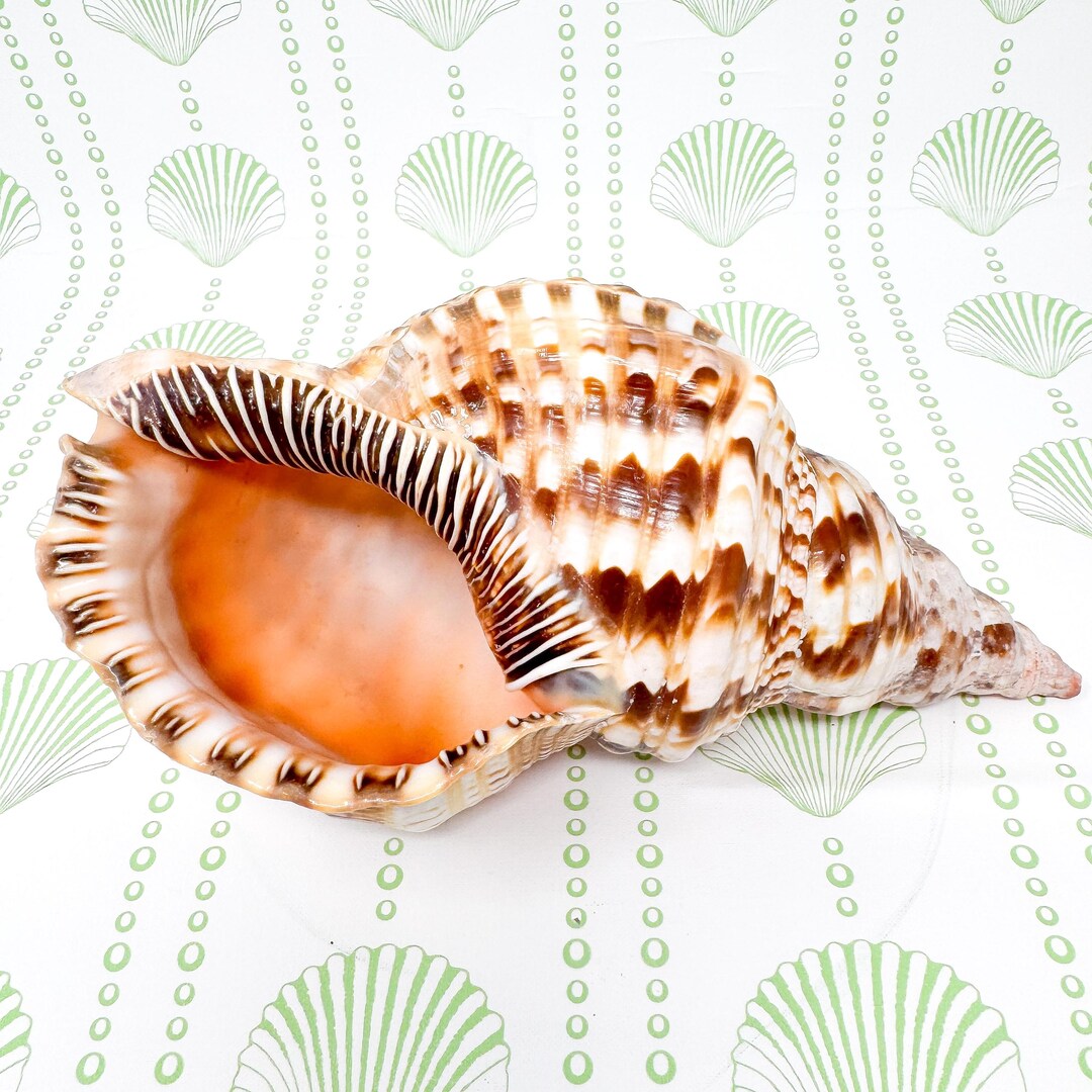 10.5” Triton Trumpet Real Seashell, Extra Large - Etsy