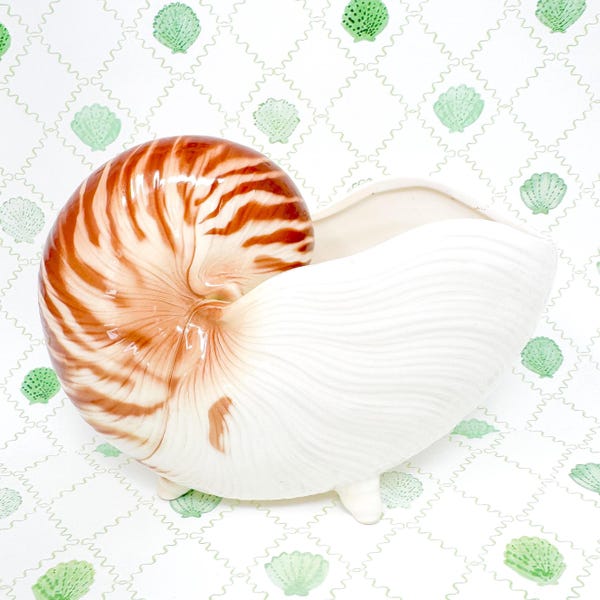 Nautilus Sea Shell - Etsy