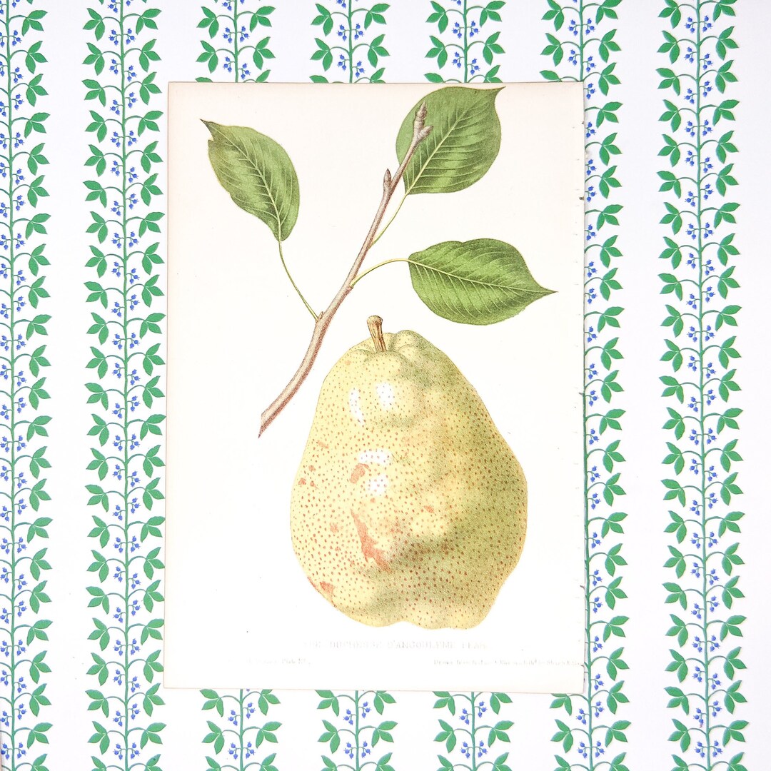 Antique William Sharp Pear Lithograph C. 1800 - Etsy