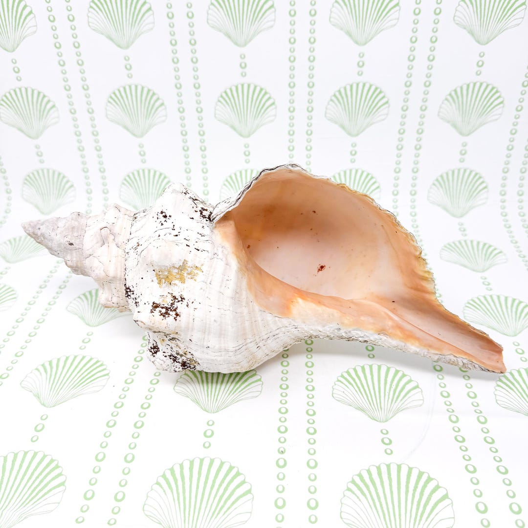 8.5” Horse Conch Real Seashell, Extra Large - Etsy