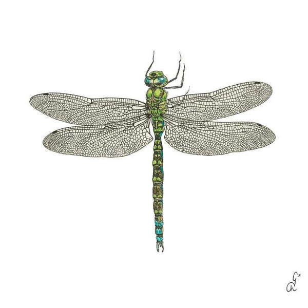 Libellule - Etsy