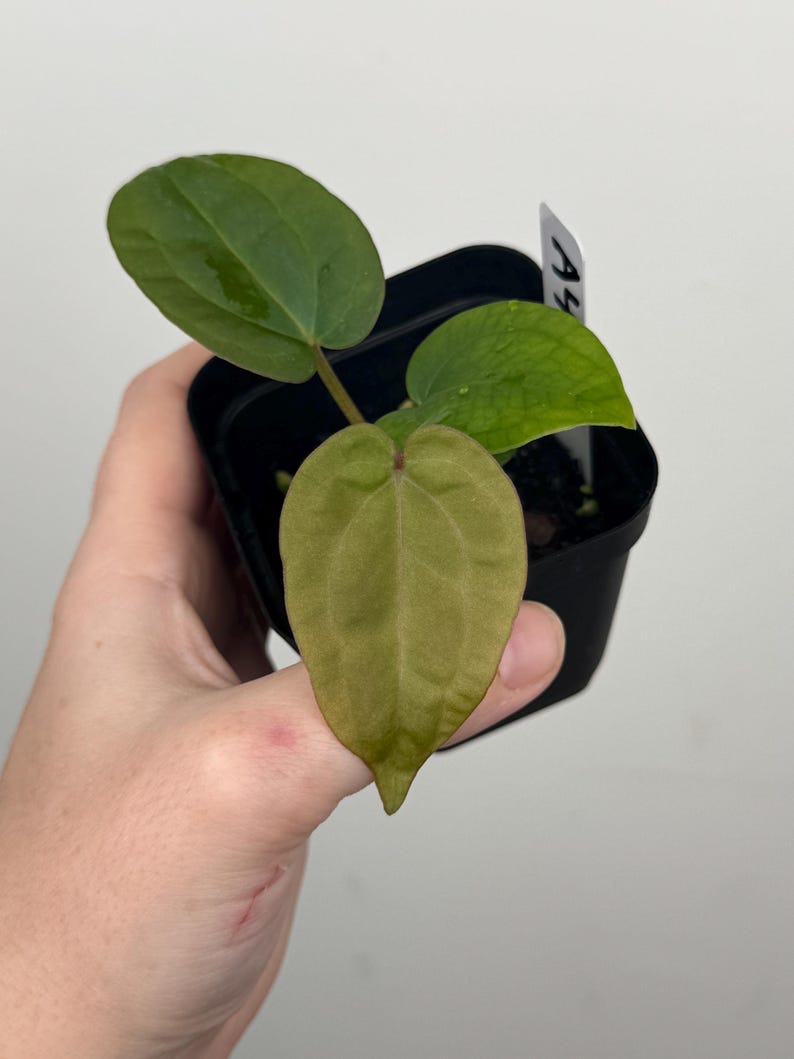 Anthurium ['antioqua' X (carlablackiae X Besseae Aff)] X (RVDP X ...