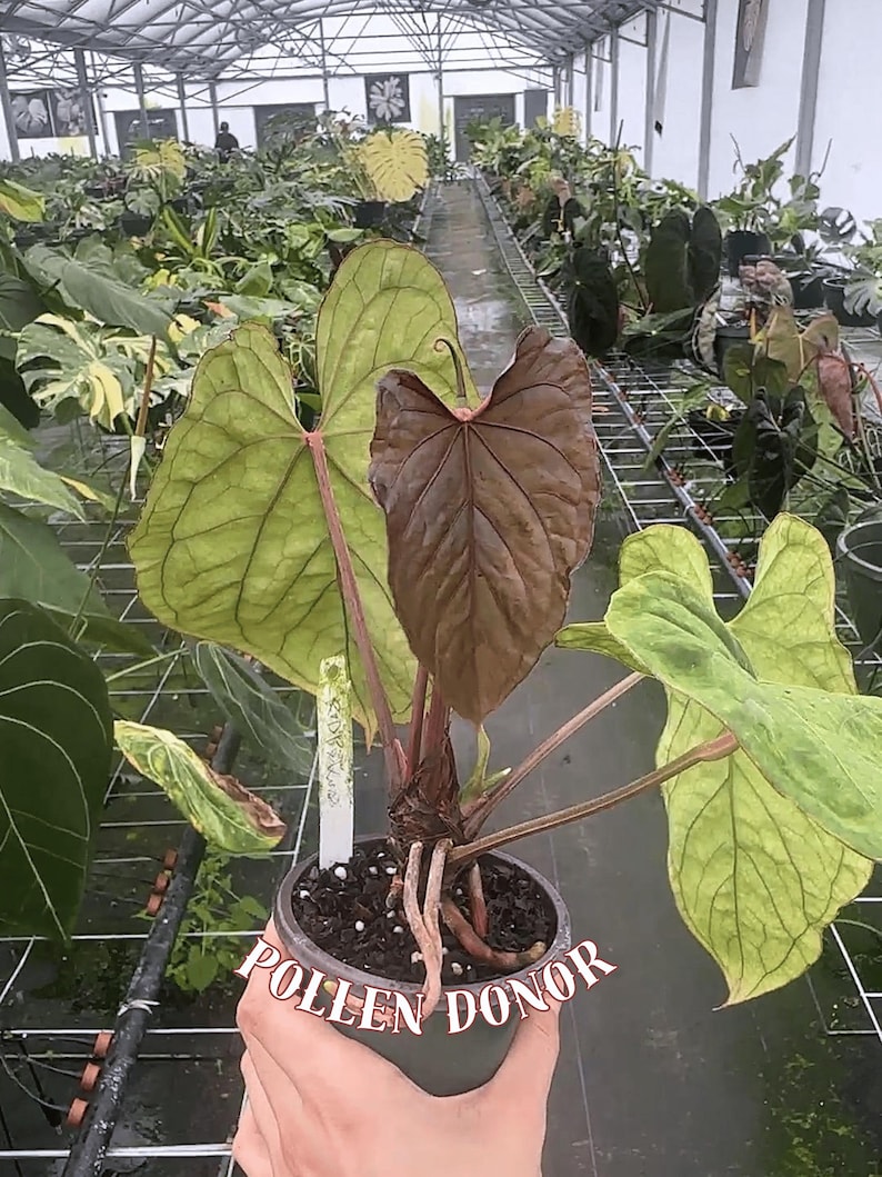 Anthurium ['antioqua' X (carlablackiae X Besseae Aff)] X (RVDP X ...