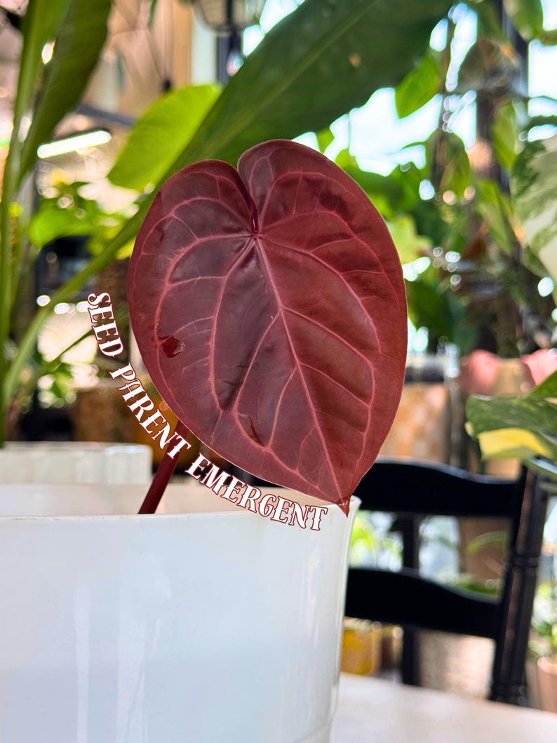Anthurium ['antioqua' X (carlablackiae X Besseae Aff)] X (RVDP X ...