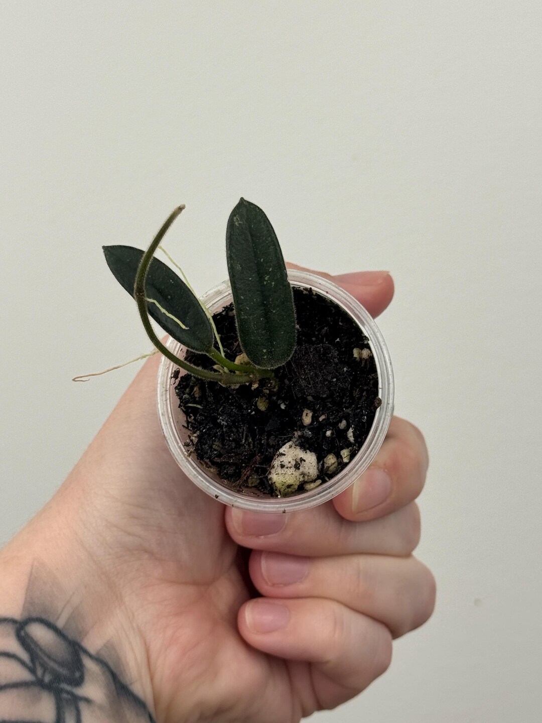 Hoya Lyi (uncommon Form) - Etsy