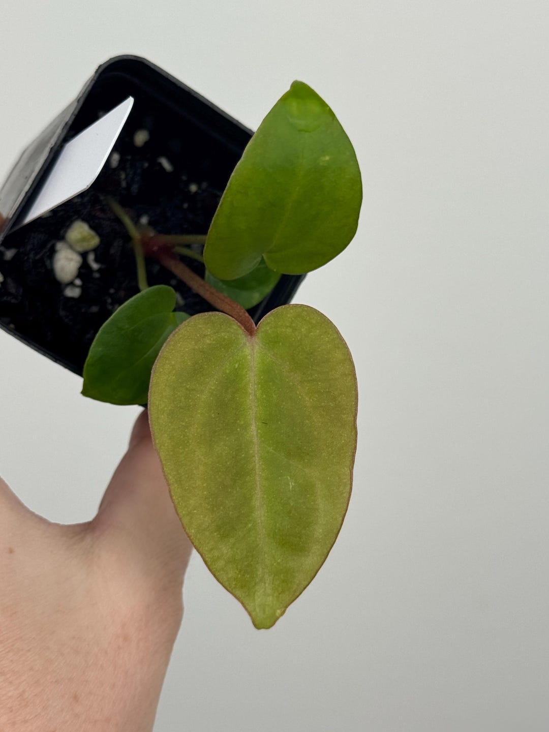Anthurium ['antioqua' X (carlablackiae X Besseae Aff)] X (RVDP X ...