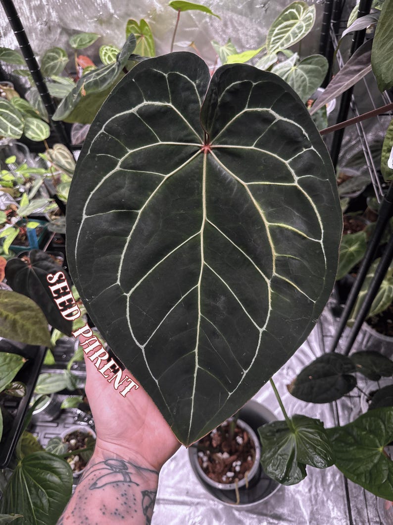 Anthurium ['antioqua' X (carlablackiae X Besseae Aff)] X (RVDP X ...