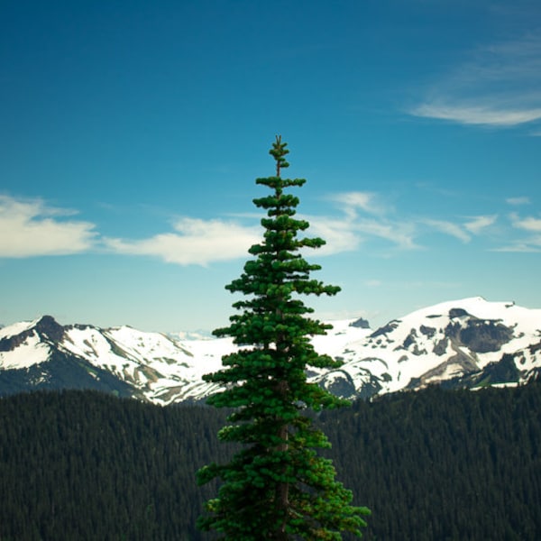 Cascadia Flag - Etsy