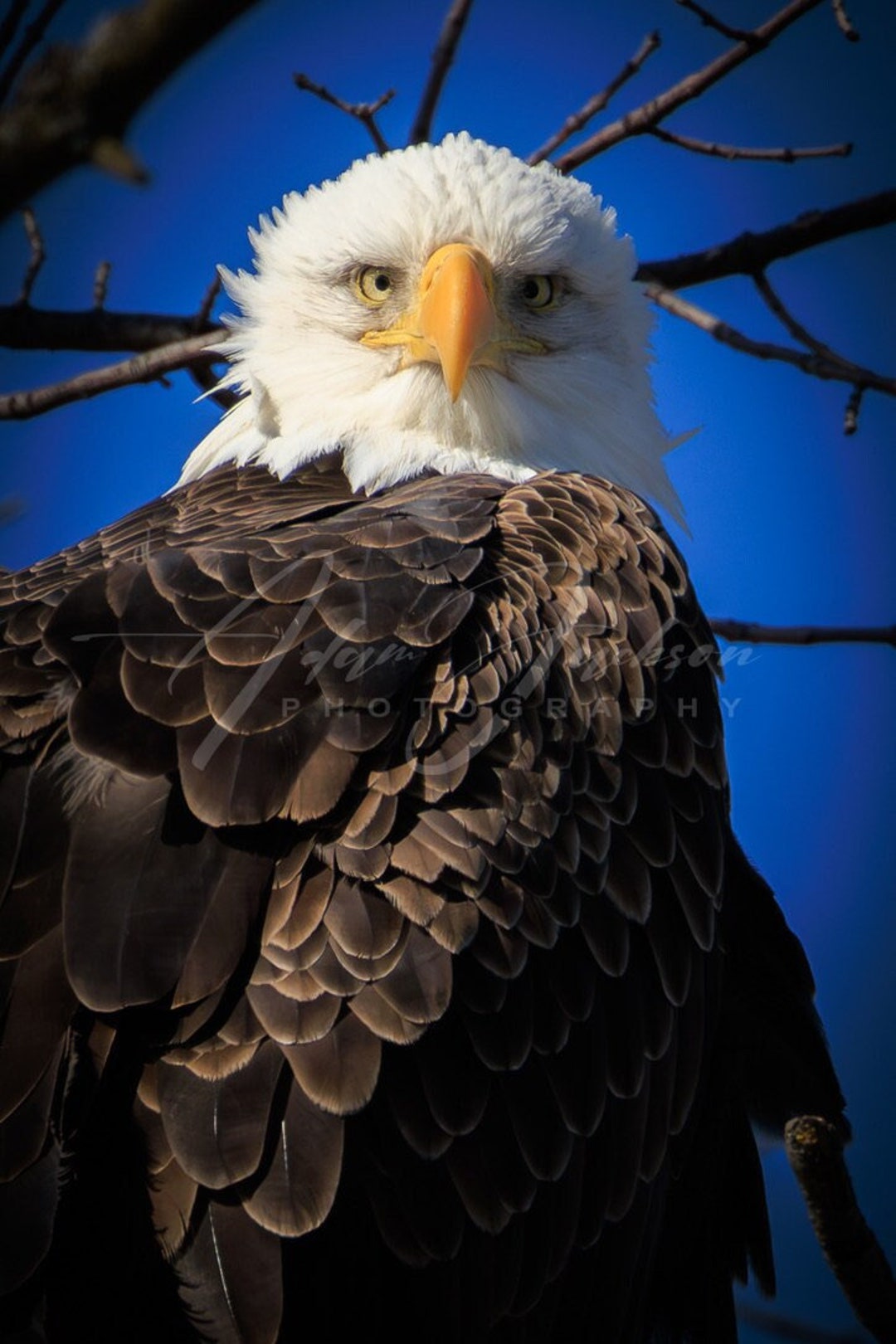 Eagle Eyes - Photo - Digital Download - Color - Bald Eagle Stare - Etsy