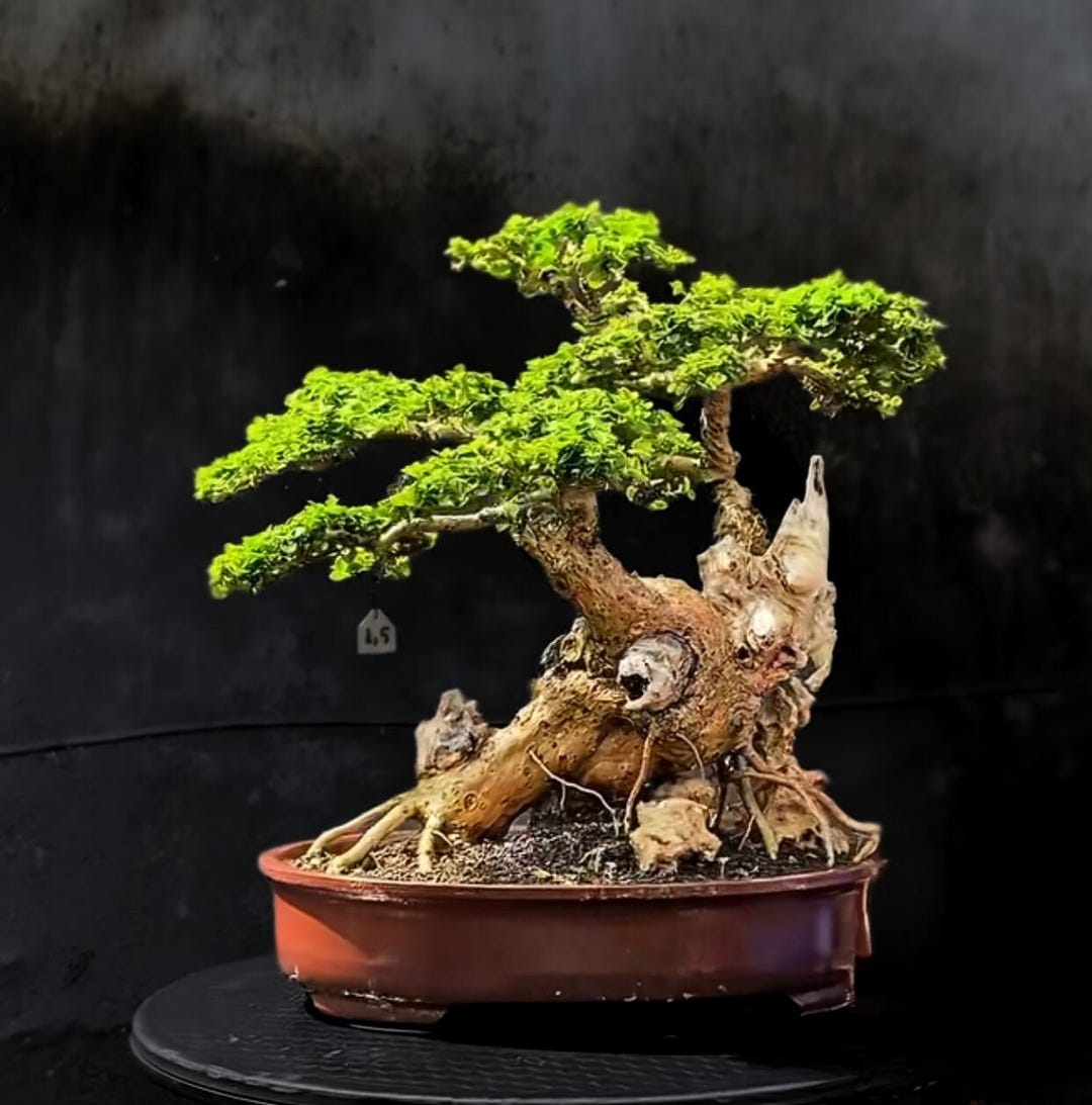 Real Pict Aged Premna Microphylla Bonsai Tree | Dramatic Jin & Shari ...