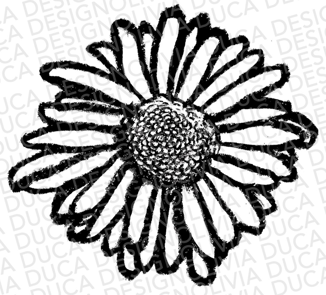 Daisy Sketch Clipart/ Illustration transparent Background PNG - Etsy