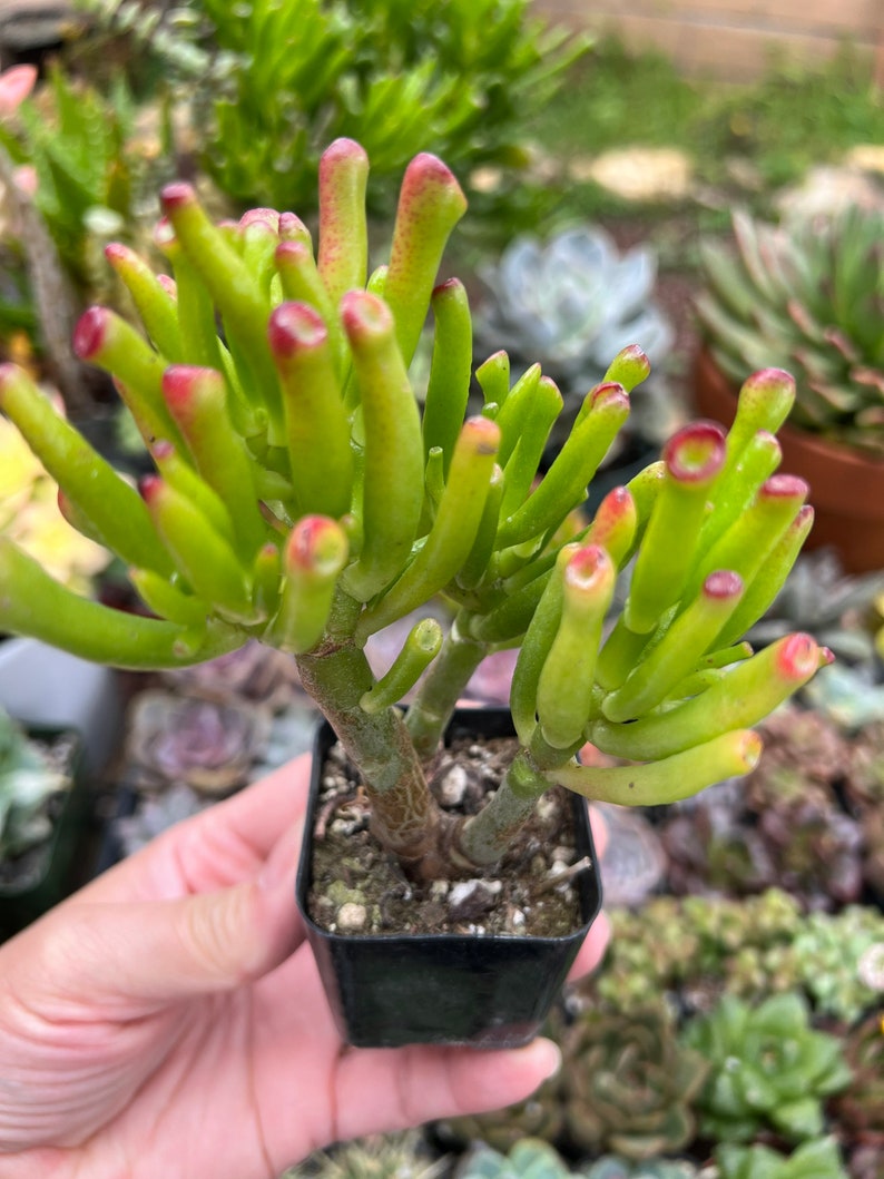 Crassula Ovata gollum Jade Tree Succulent Plant or Shrek Ear - Etsy