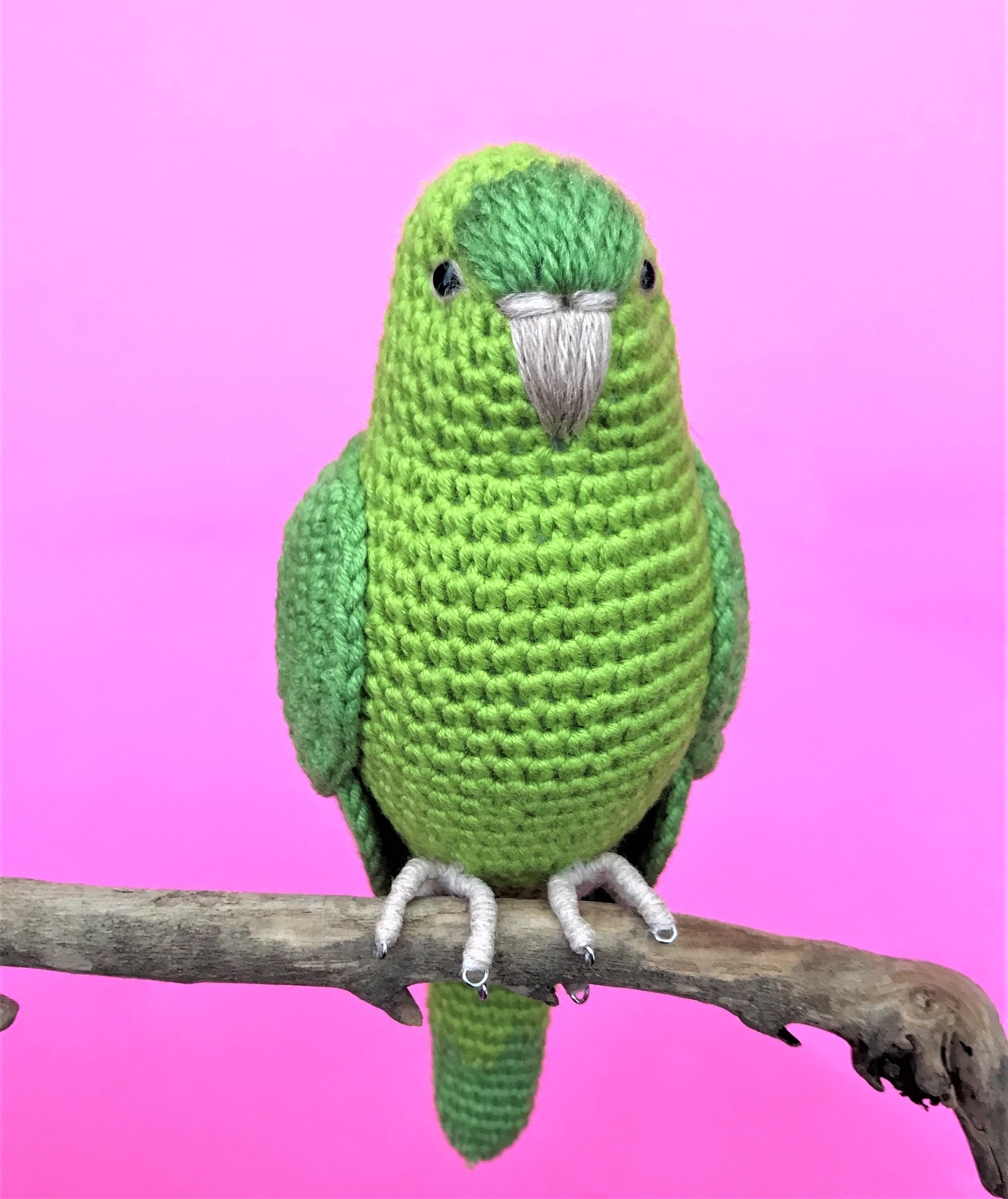 Green Quaker Parrot