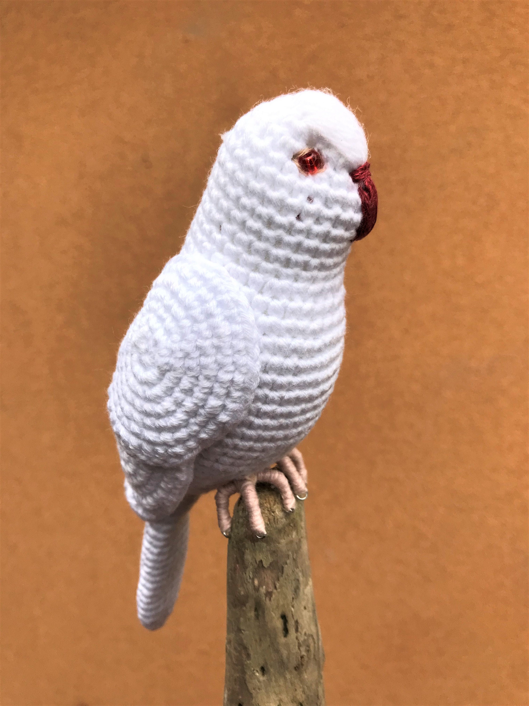 Albino Budgie