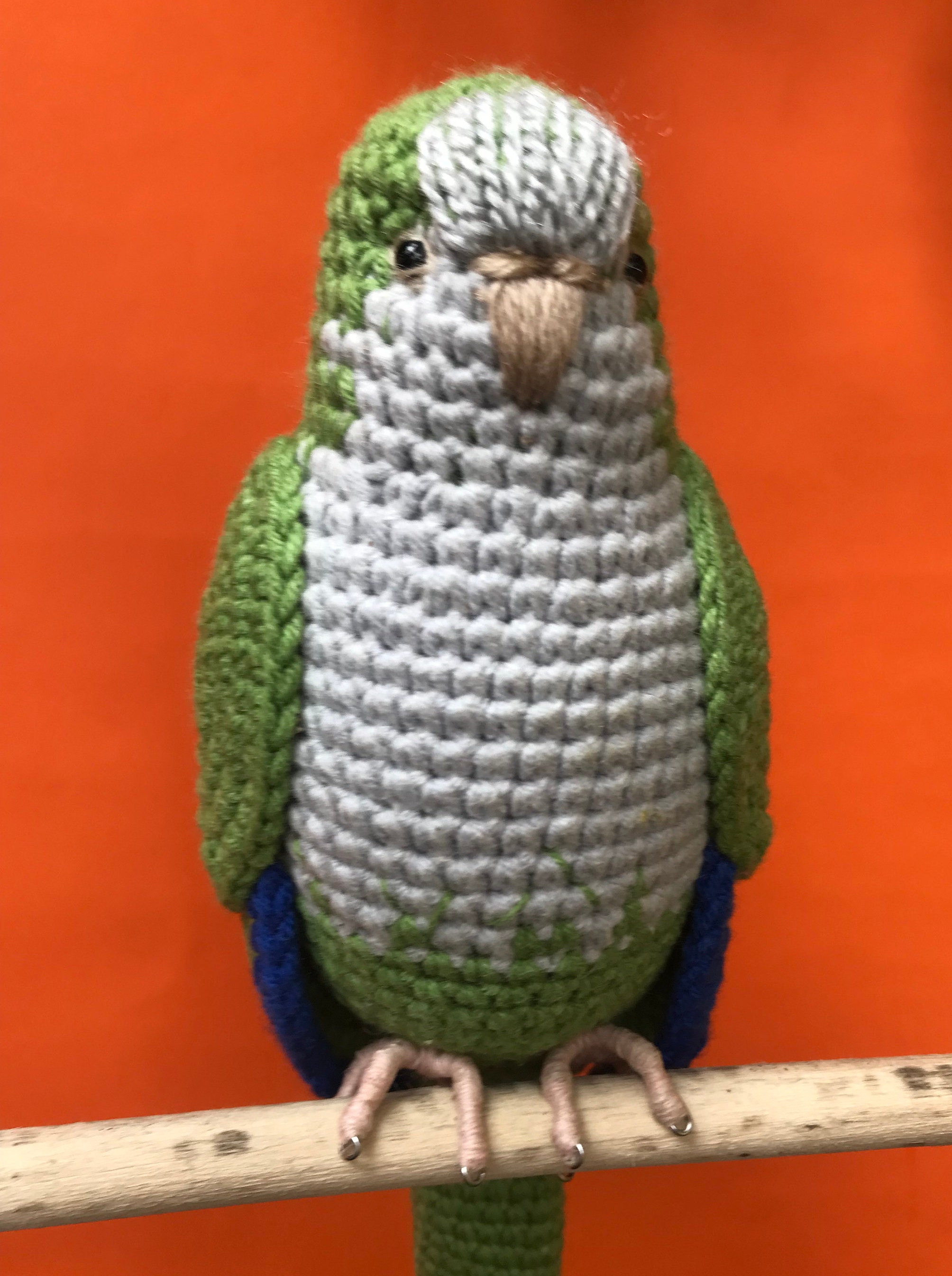 Red Quaker Parrot