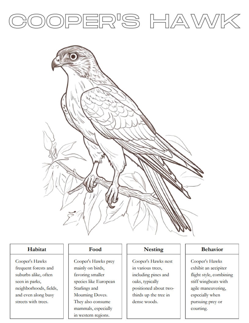 North American Birds Educational Series 2 - Bird Coloring Pages , 8.5 ...