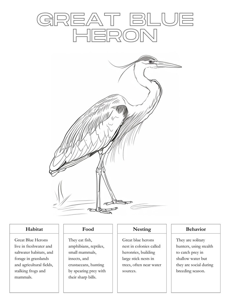 North American Birds Educational Series 1 - Bird Coloring Pages , 8.5 ...