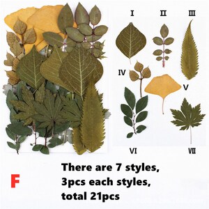 21pcs/bag Assorted Real Dried Pressed Leaves Natural Dry - Etsy