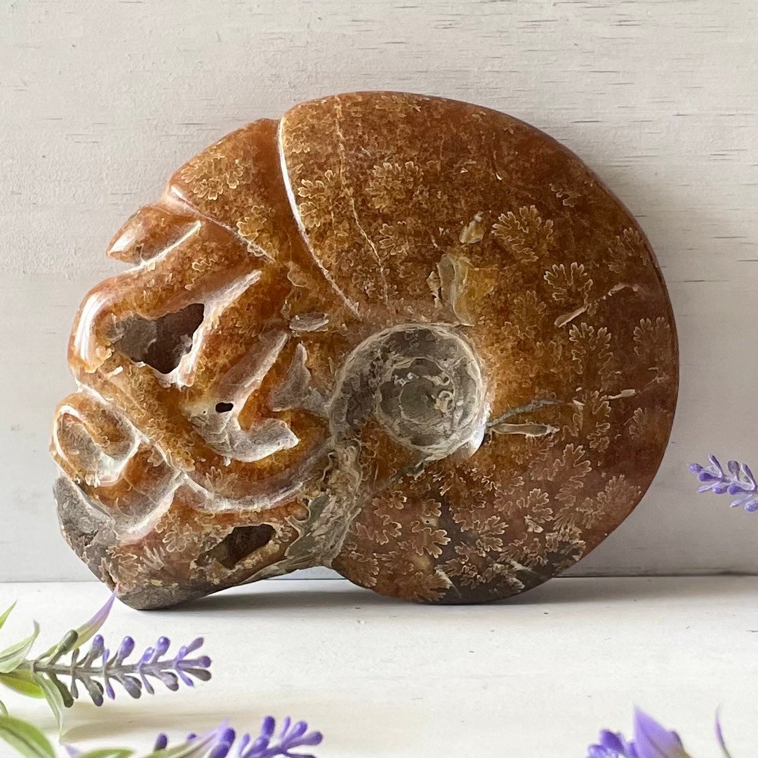 Ammonite Fossil: Root & Third-eye Chakra, Chi Energy (5.8 X 4.7 X 1.5 ...