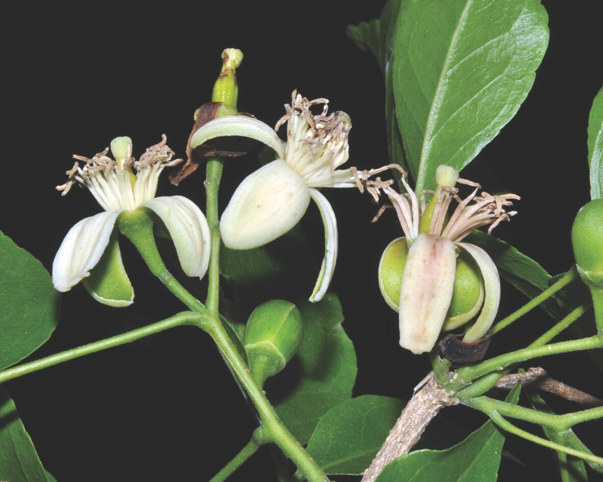 Belimal Herbal Drinks 100% Natural Ceylon Ayurvedic Tea - Etsy