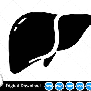 Liver Silhouette Vector Image With SVG, Eps, Pdf, Png, Pdf, and Jpg ...