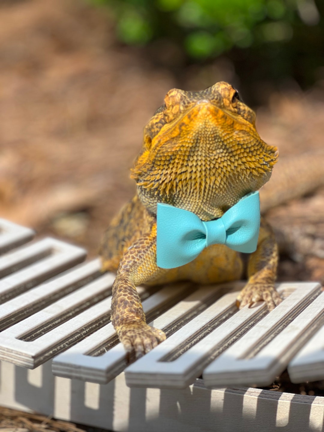Solid Color Bearded Dragon Bow Tie, Reptile Bow Accessory, Guinea Pig ...
