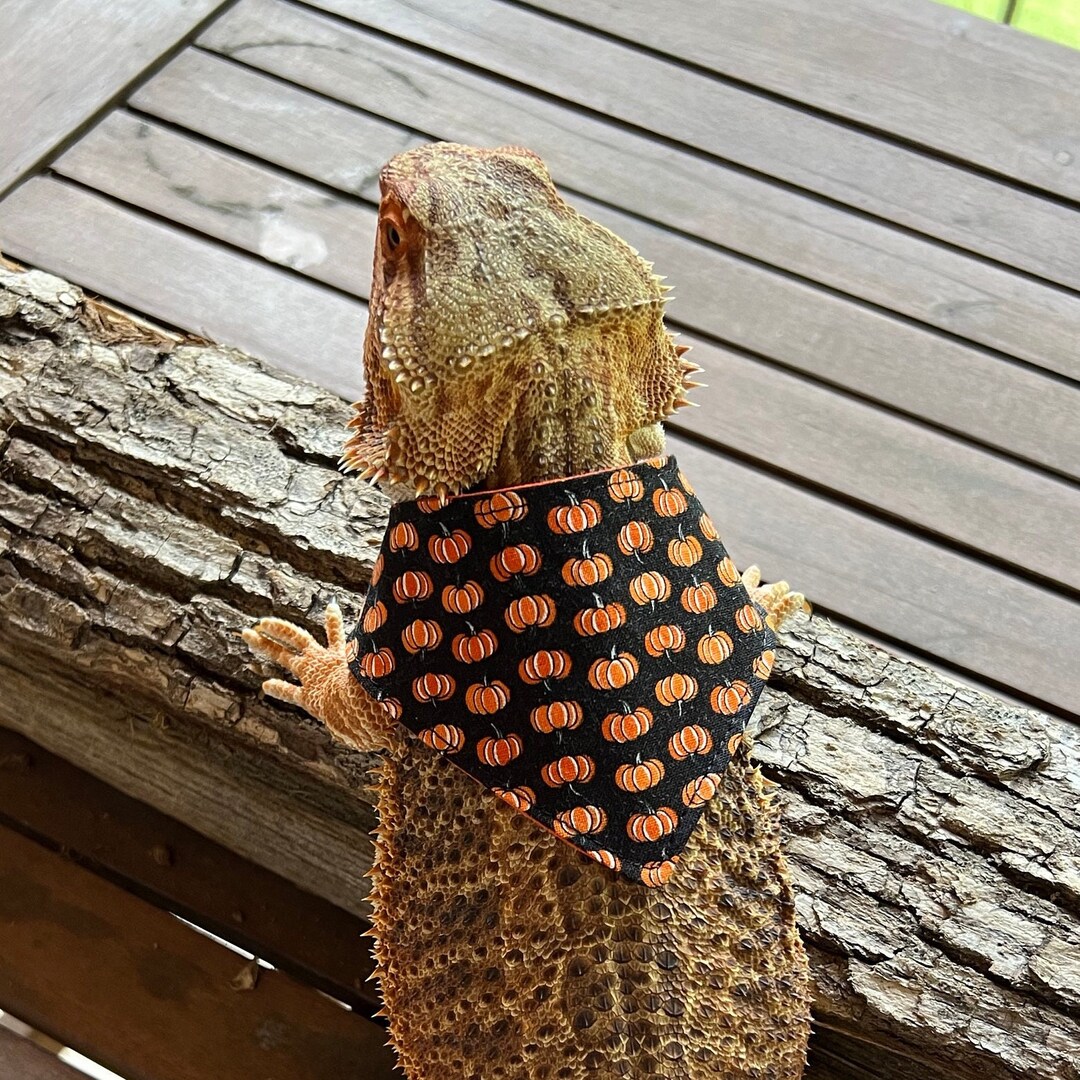 Reversible Pumpkin Bearded Dragon Bandana, Personalized Halloween ...