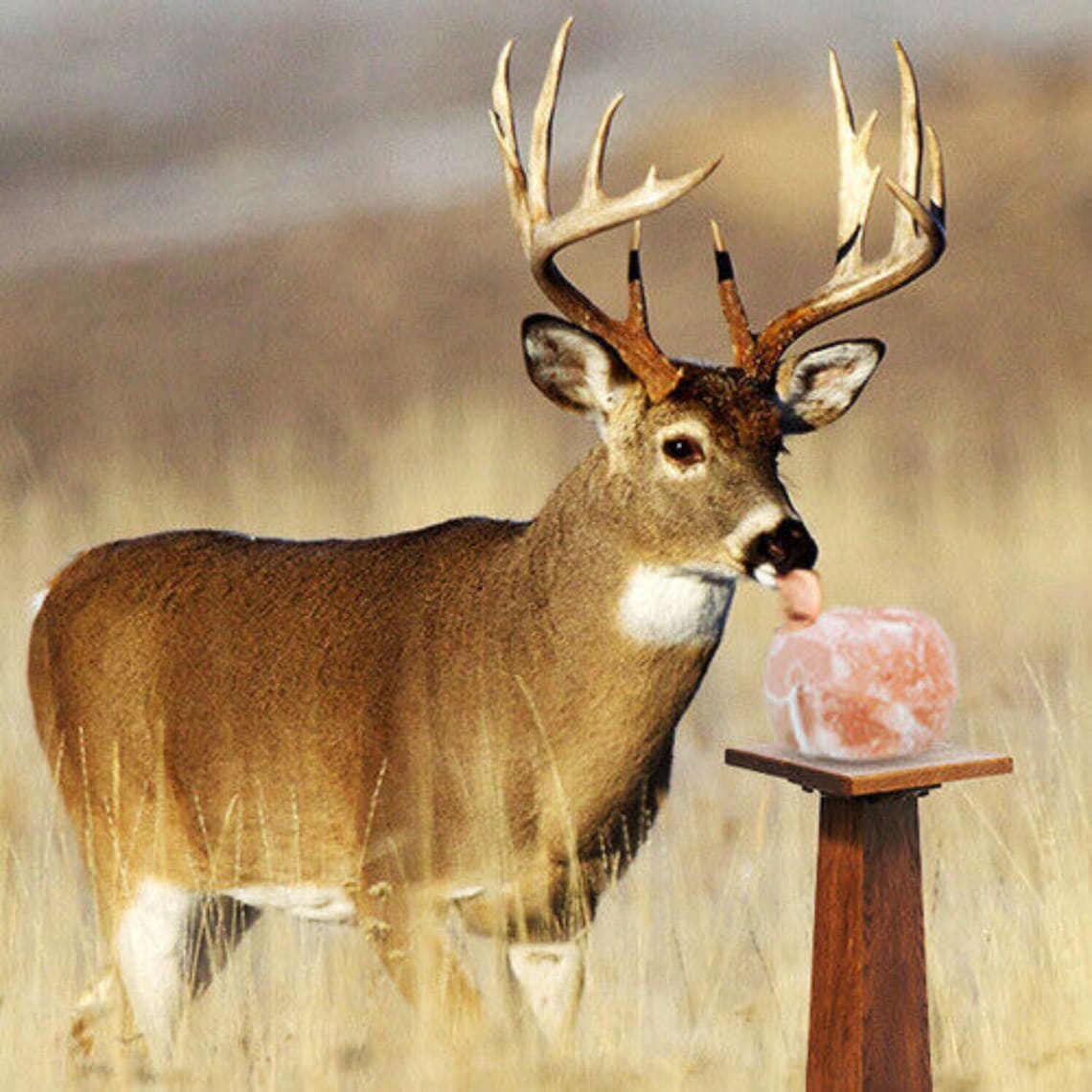 Himalayan Salt Block for Deer Animal Salt Licking Block - Etsy