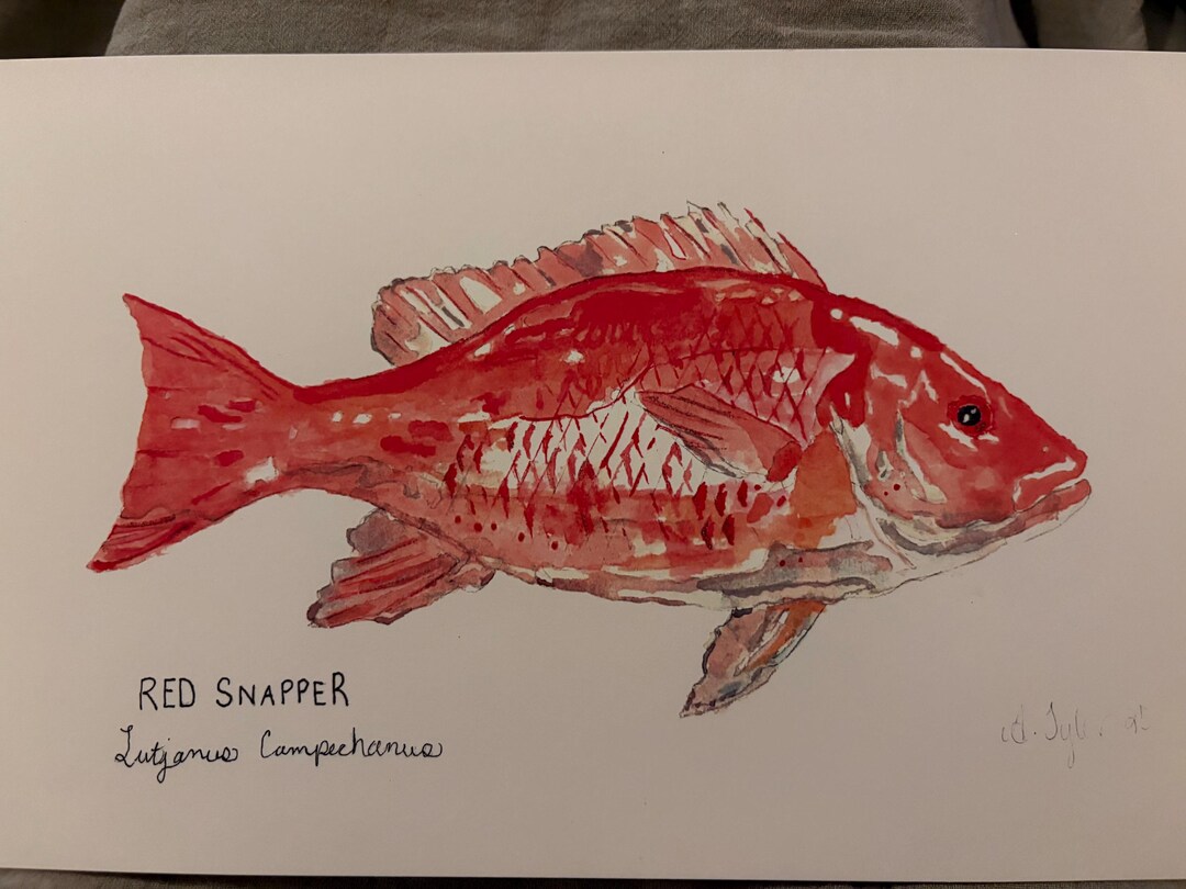 Watercolor and Ink Red Snapper Fish Fine Art Print for Framing - Etsy