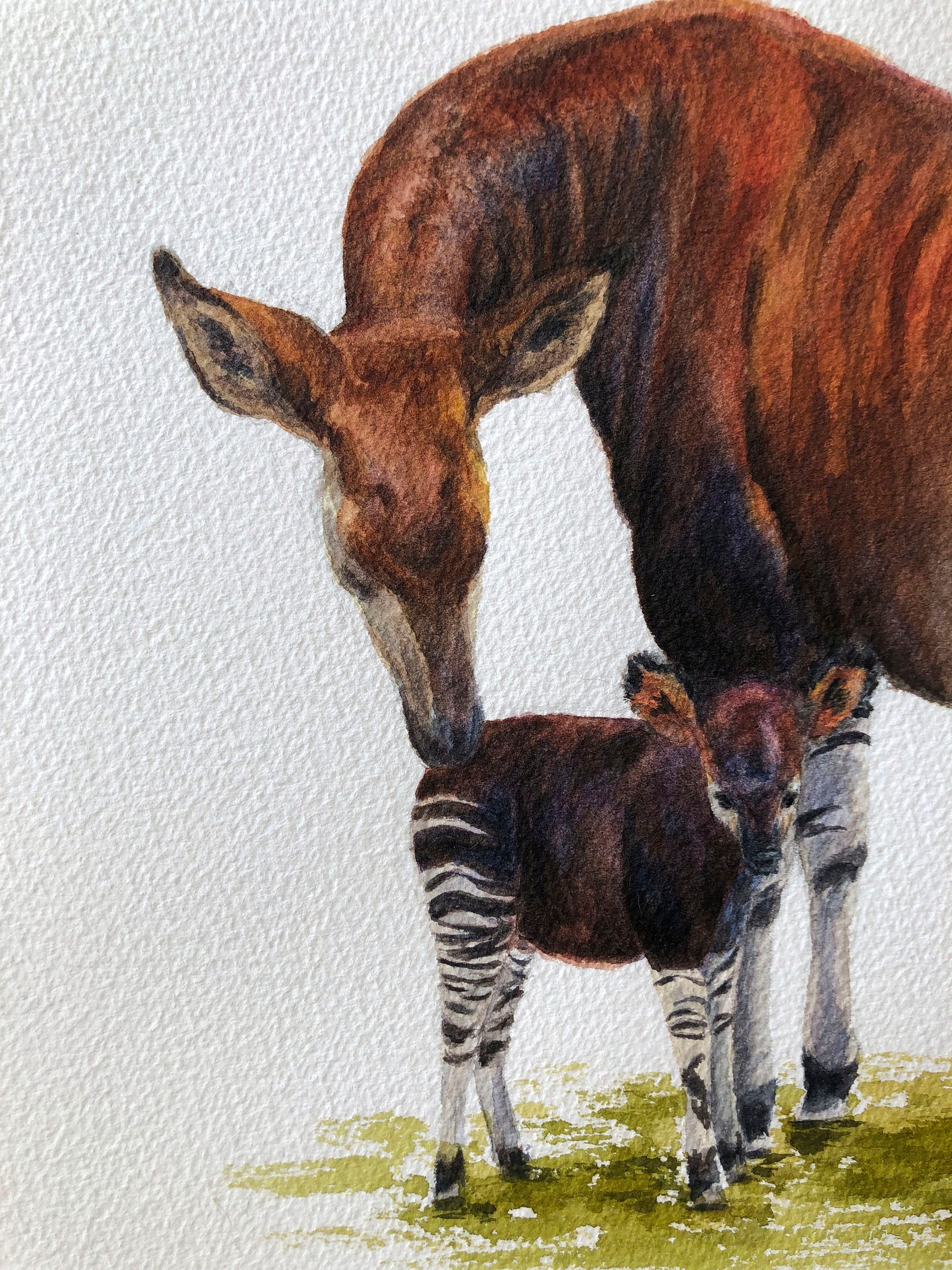 Okapi original watercolor painting Wall art okapi Animals | Etsy