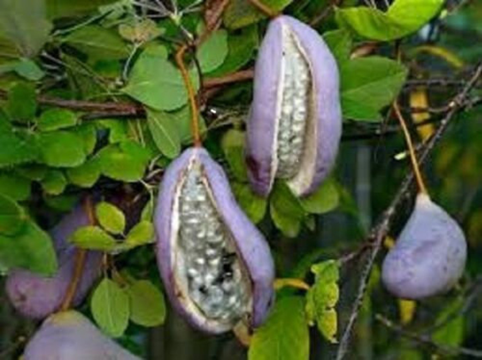 Akebia Quinata Chocolate Vine plant Approx 8-12 Inch - Etsy