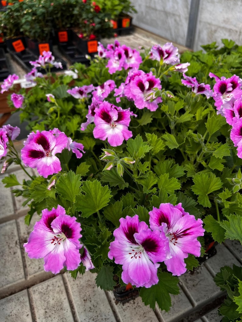 Aristo Orchid Geranium Plant – Striking Orchid-purple Regal Blooms for ...