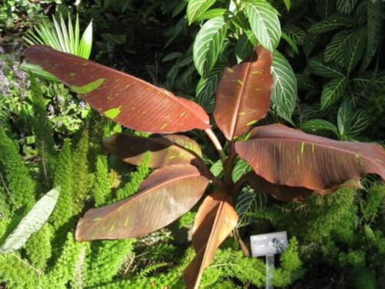 Musa 'siam Ruby' Live Banana Plant - Etsy