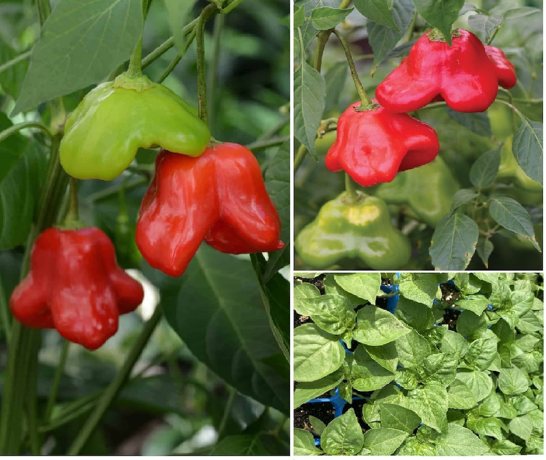 Lot of 3 Mild TANGY MAD HATTER 75 Day Old Super Hot Pepper Live Plant ...