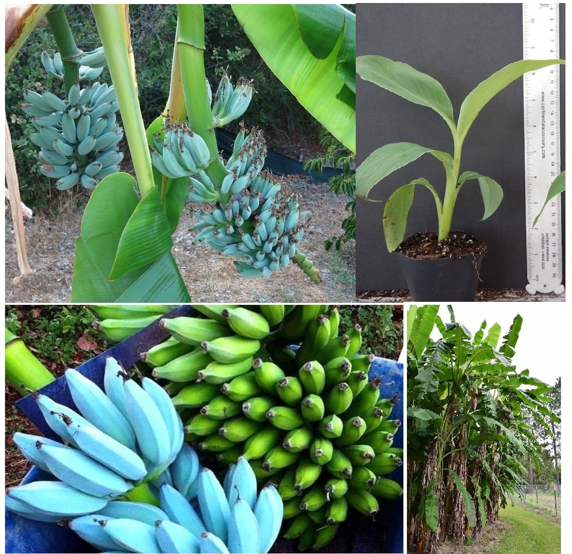 Musa-ice CREAM (BLUE JAVA)- Live Banana Tree-healthy Well Rooted ...