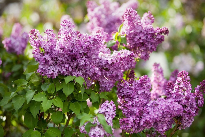 Potted Old Fashion Lilac Bush 14 20 Tall the Most Fragrant Lilac - Etsy