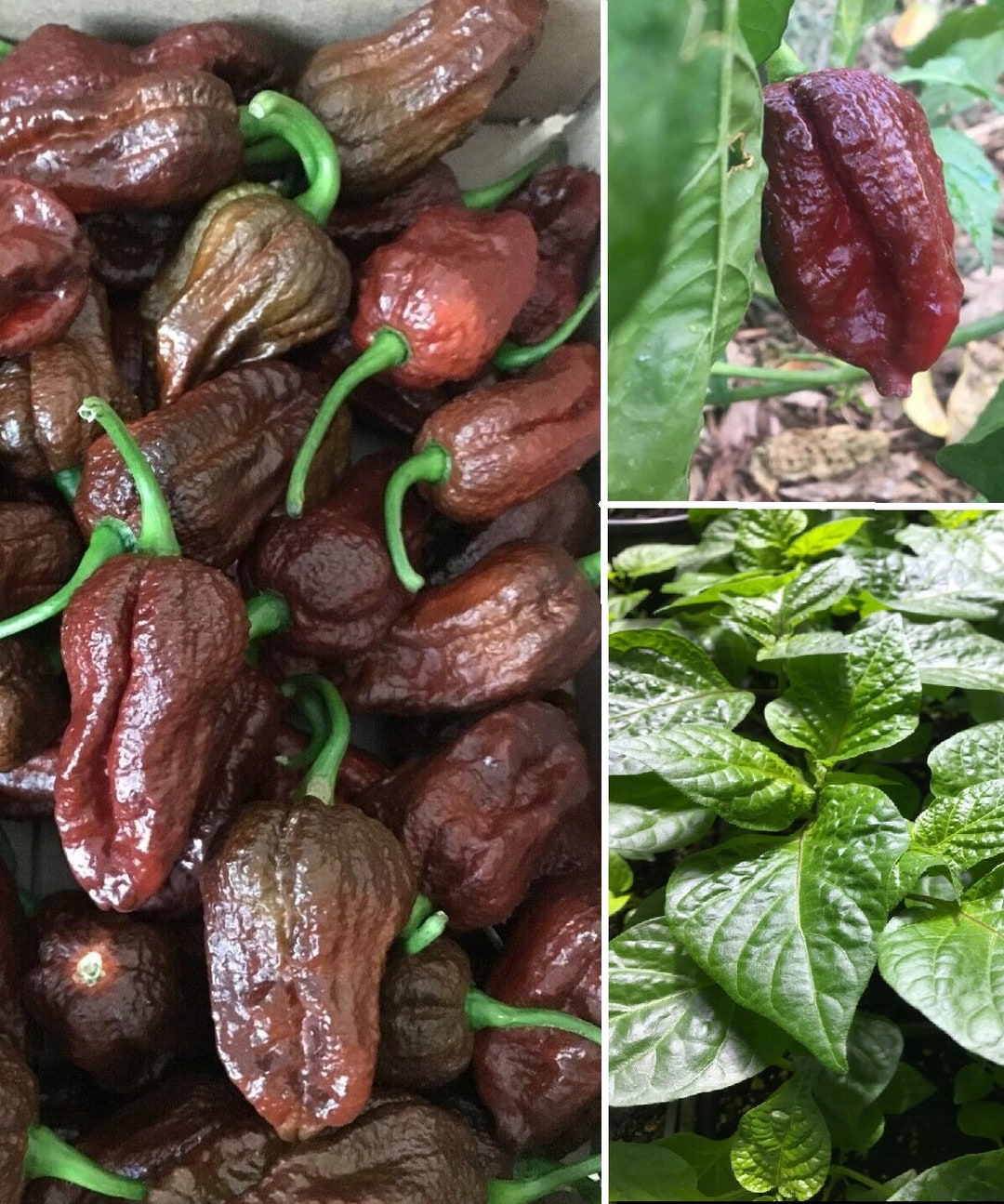 Lot of 3 Chocolate Naga Viper 75 Day+ Old Super Hot Pepper Live Plants ...