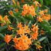 1 orange Zestflowering Jasmine Plant Cestrum - Etsy