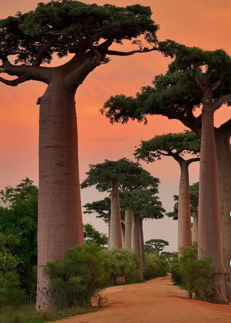 5 Grandidier's Baobab Seeds, Giant Baobab - Etsy