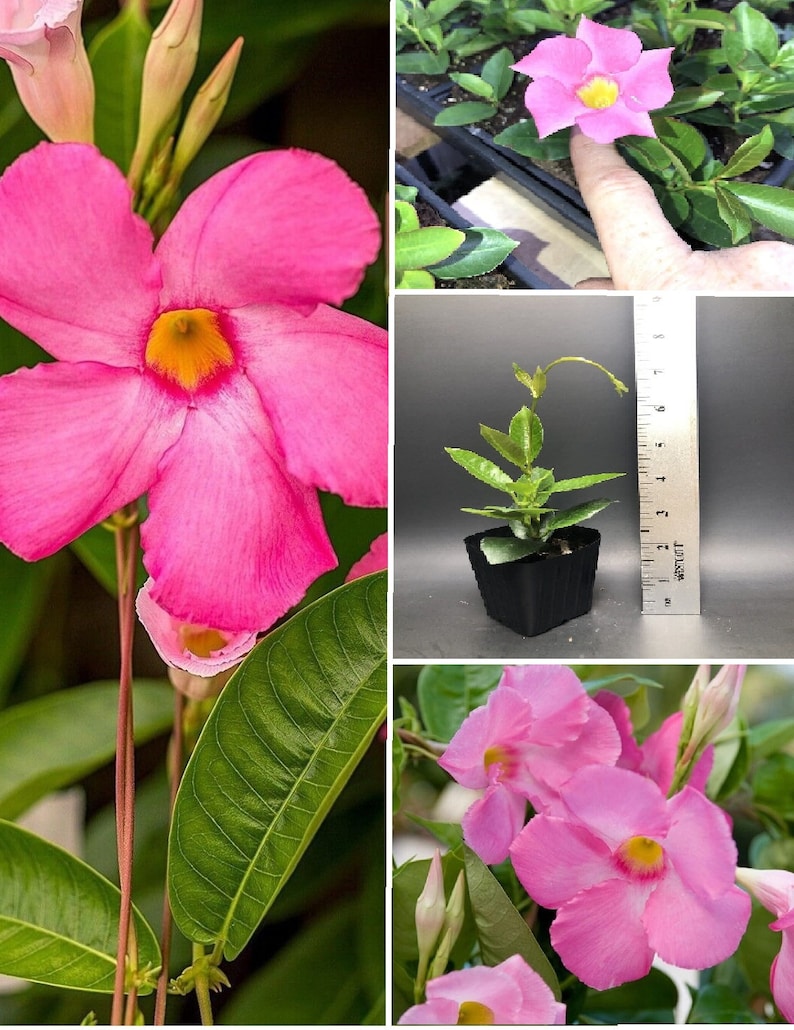 Mandevilla ‘bella Grande Pink’ Live Plant Well-rooted - Etsy